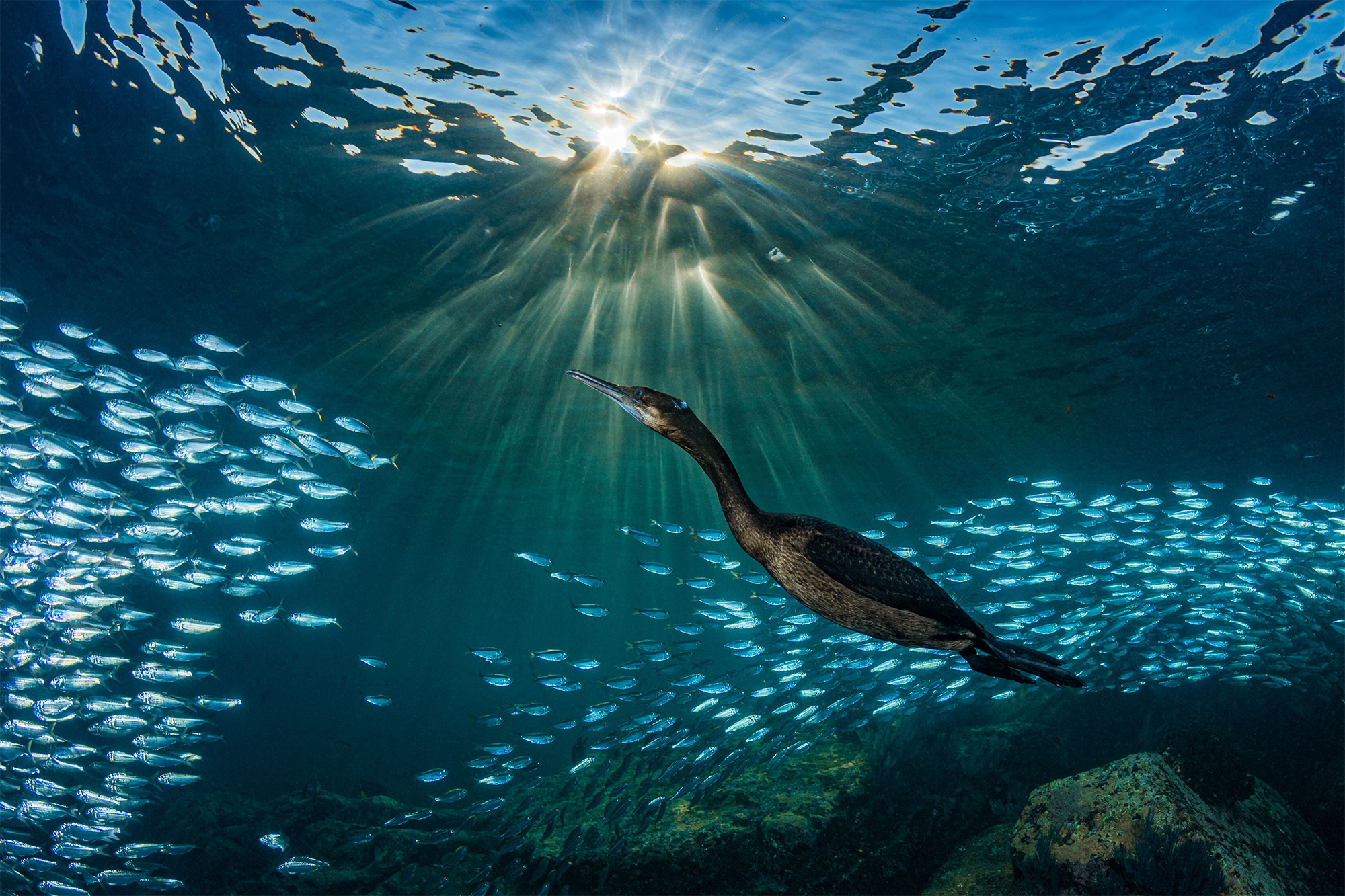 Ocean-Art-Underwater-“Strange-Encounters”-by-Hannes-Klostermann ...